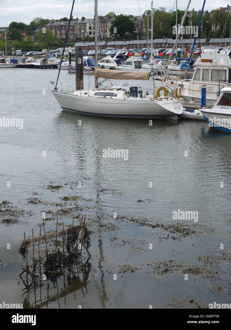 The Penny Hedge erected in the waters of Whitby harbour. Annual custom ...