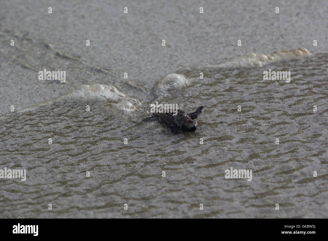 Sea turtles goes to sea in Bintan. Indonesia. Photo by Yuli Seperi ...