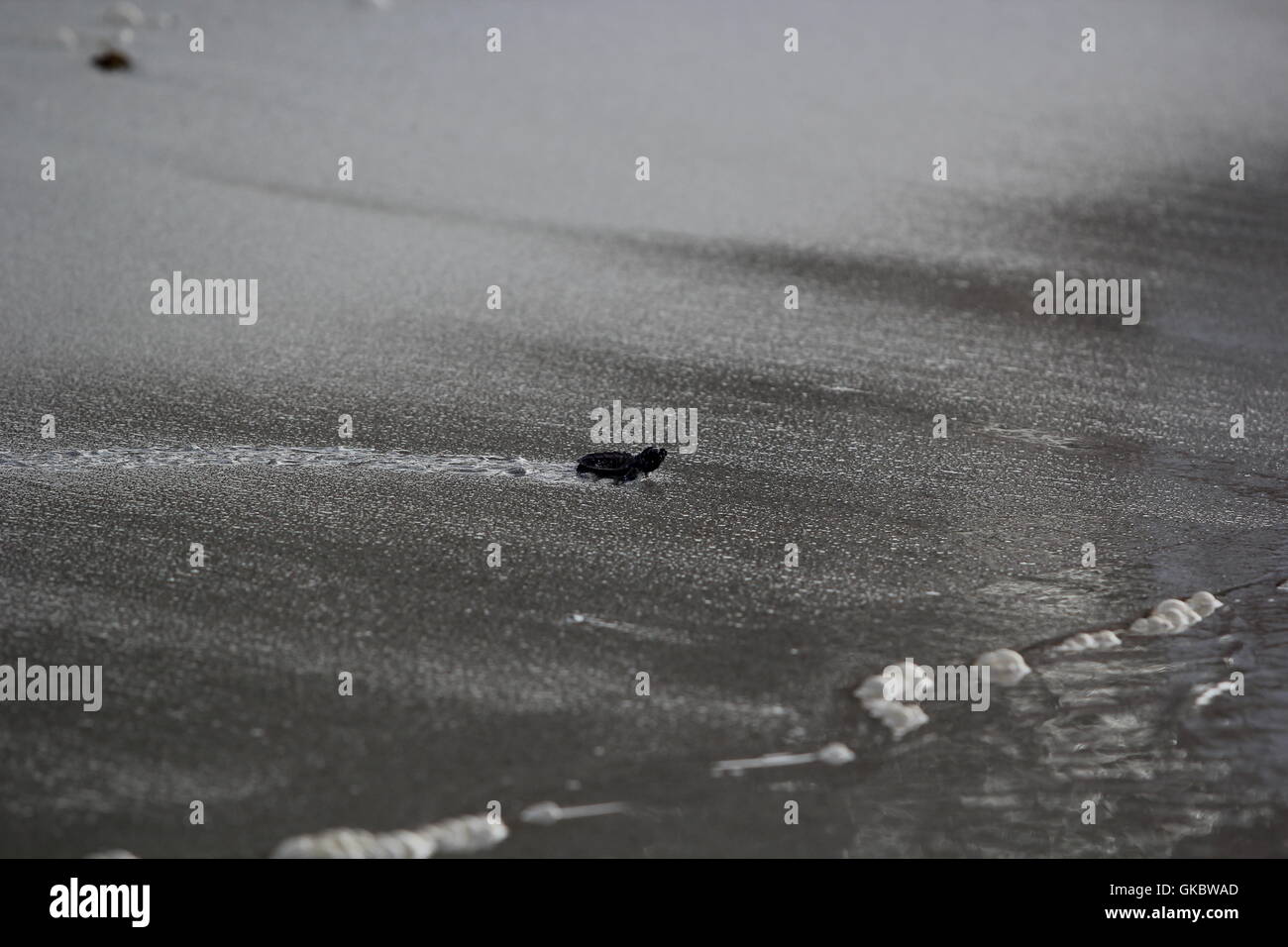 Save sea turtles hi-res stock photography and images - Alamy