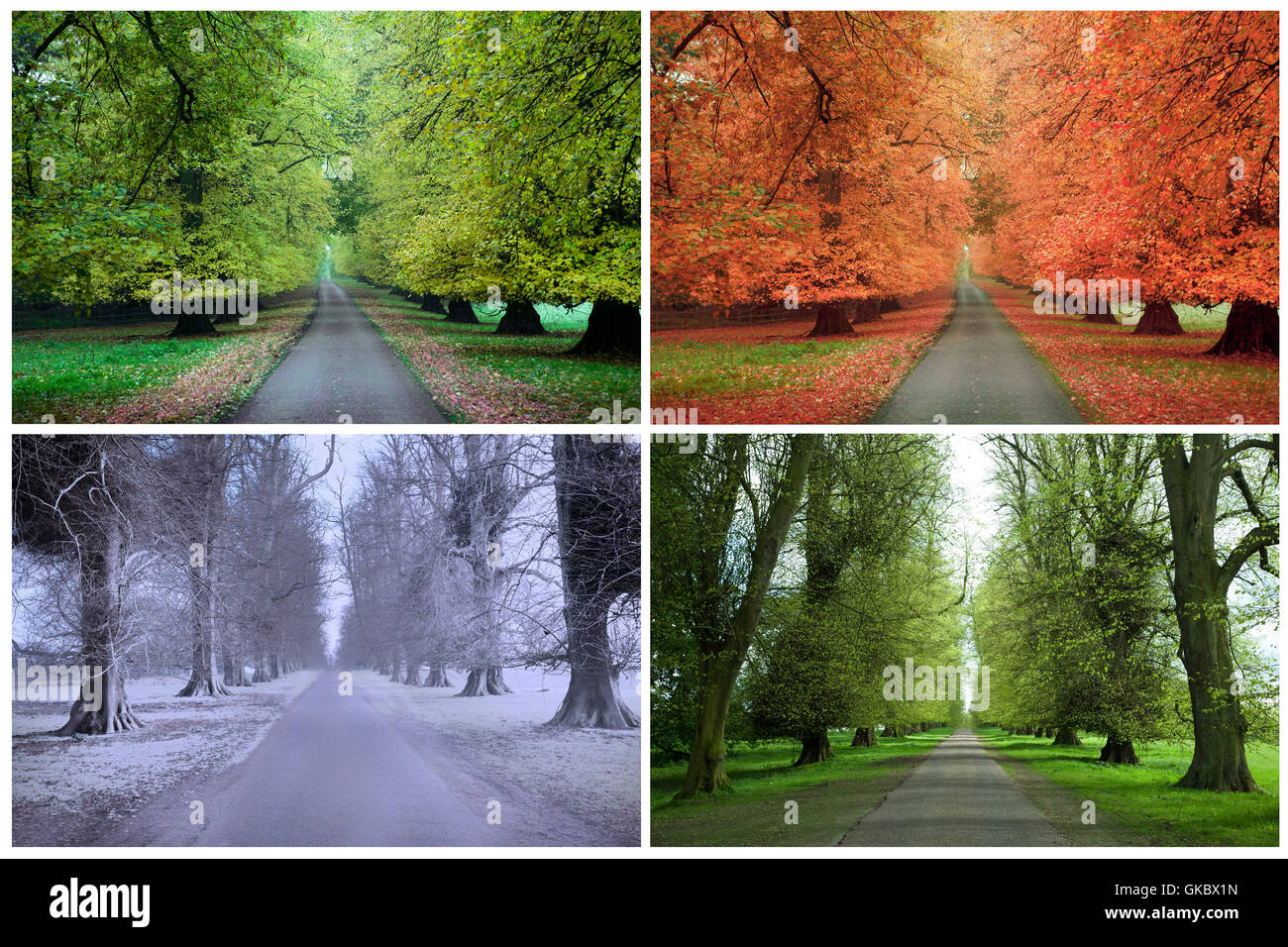 tree trees winter Stock Photo - Alamy