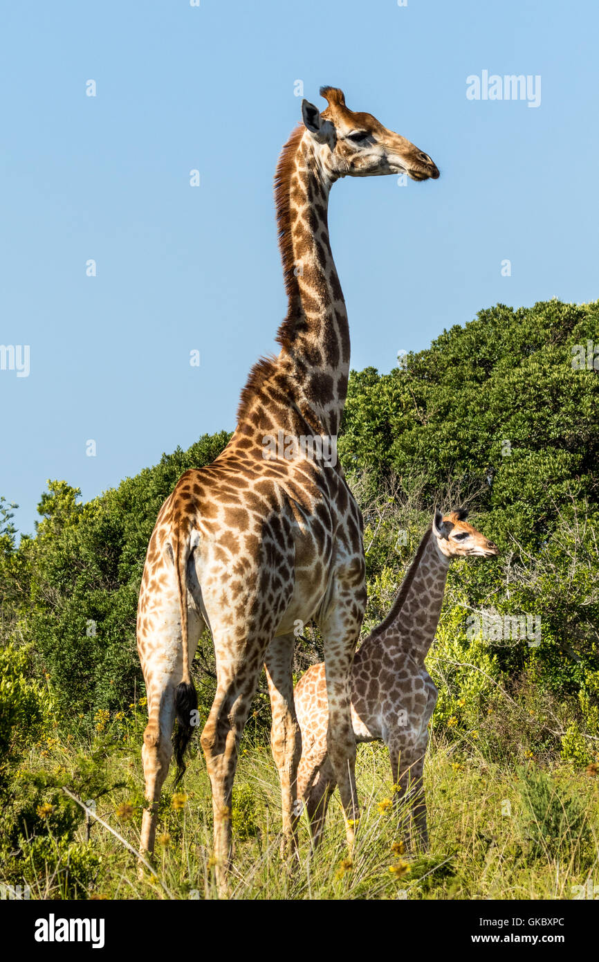 Female giraffe hi-res stock photography and images - Alamy