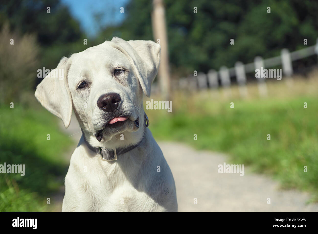 cute puppy portrait outdoor Stock Photo - Alamy