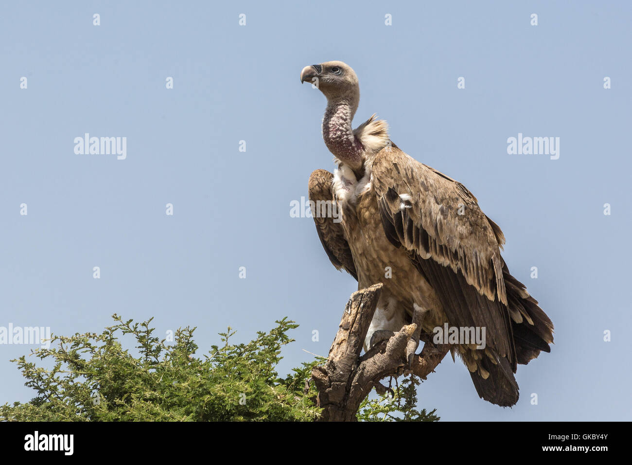 animal bird wildlife Stock Photo - Alamy