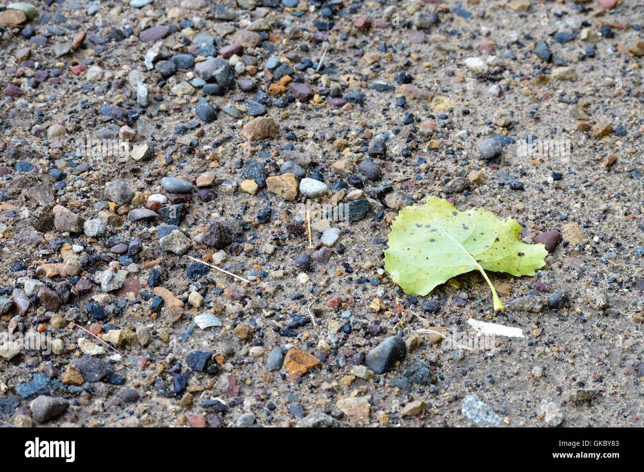 Leaf on the Ground Stock Photo - Alamy