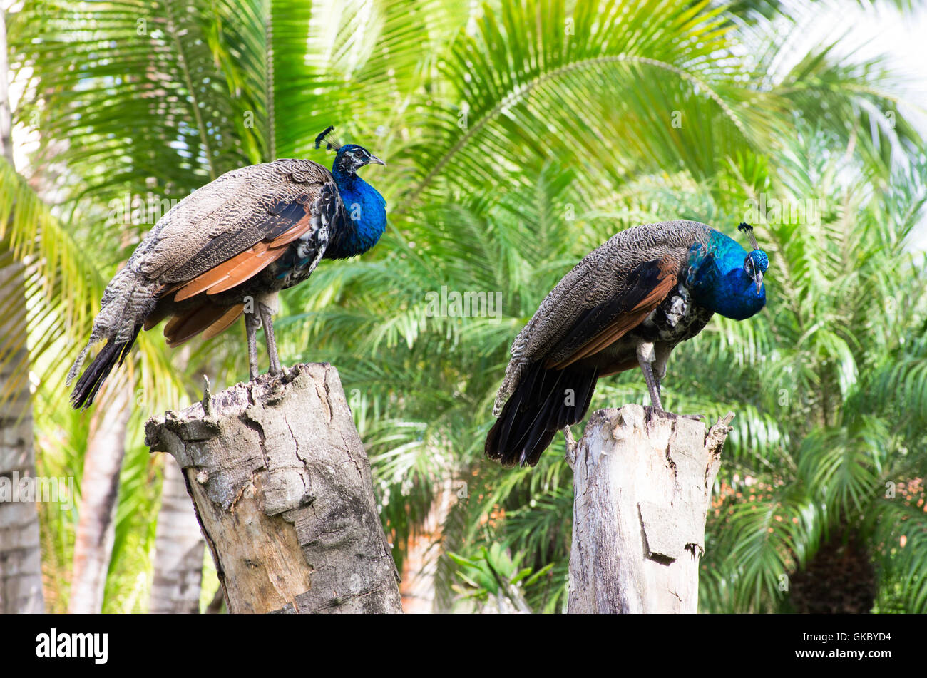 Beautiful blue plumage hi-res stock photography and images - Alamy