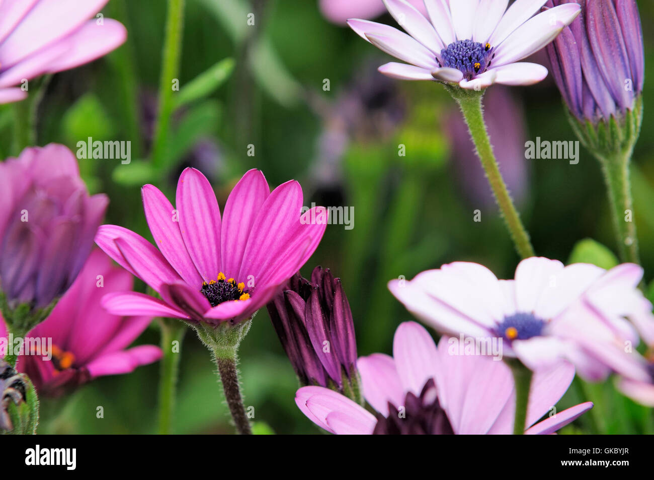 Compositae flower hi-res stock photography and images - Alamy