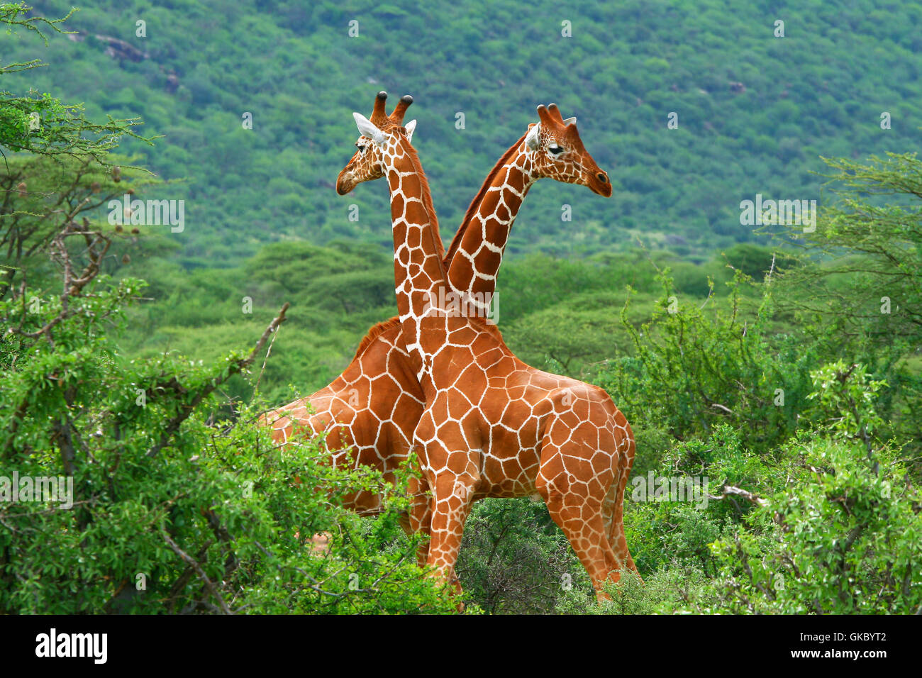 South samburu location hi-res stock photography and images - Alamy