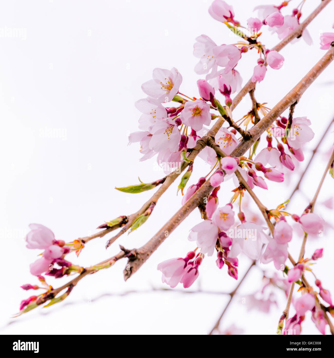 flower plant bloom Stock Photo - Alamy