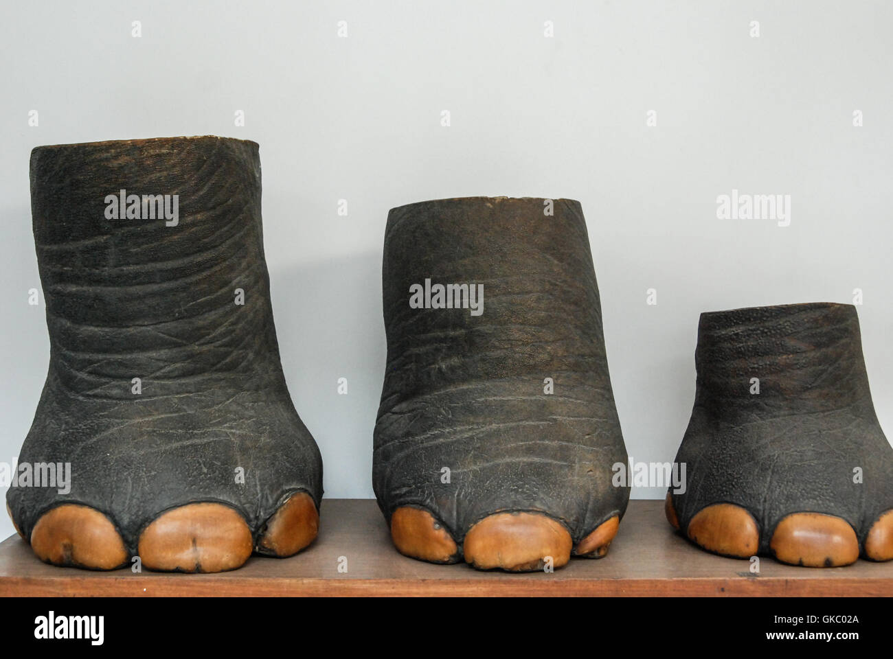 Elephant Feet High Resolution Stock Photography and Images - Alamy