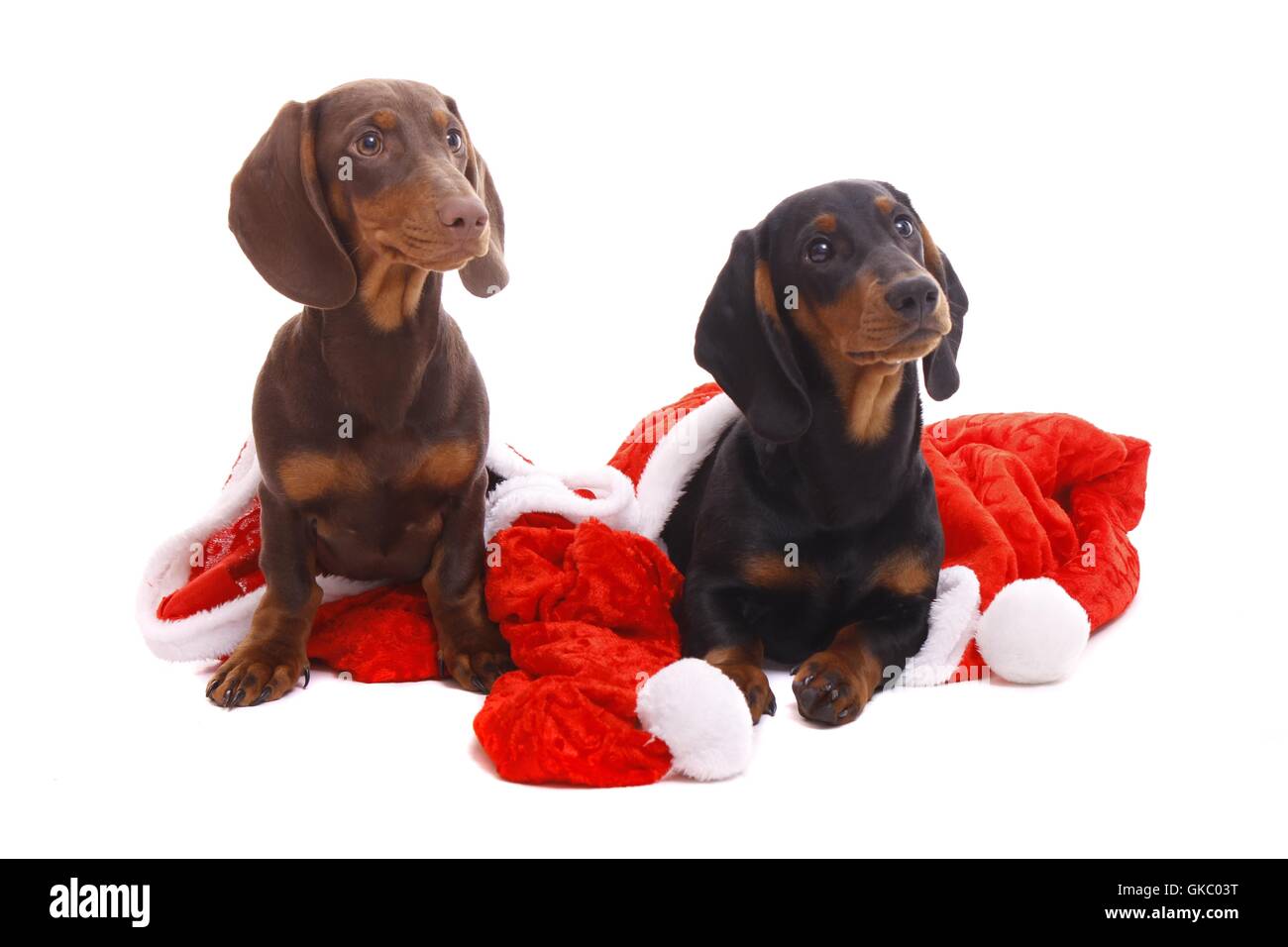 Christmas dachshund hi-res stock photography and images - Alamy