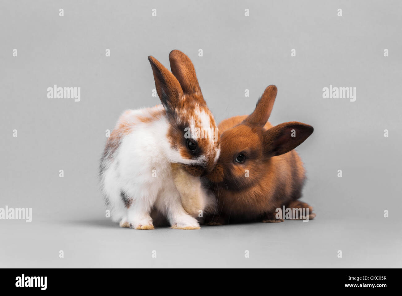 Pet rabbit hi-res stock photography and images - Alamy