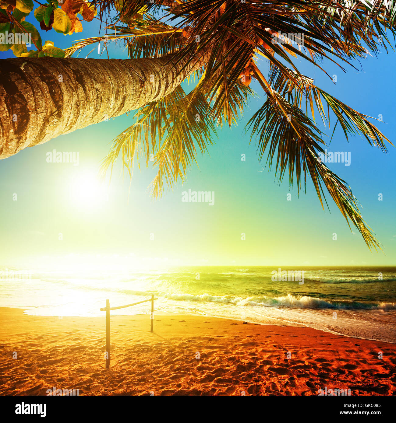 leaf sunset beach Stock Photo - Alamy
