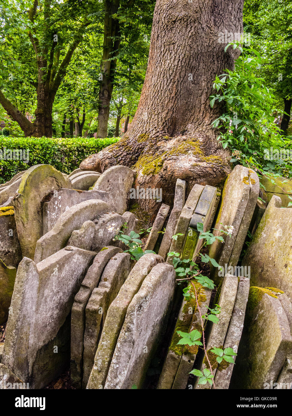 Thomas hardy tree hi-res stock photography and images - Alamy