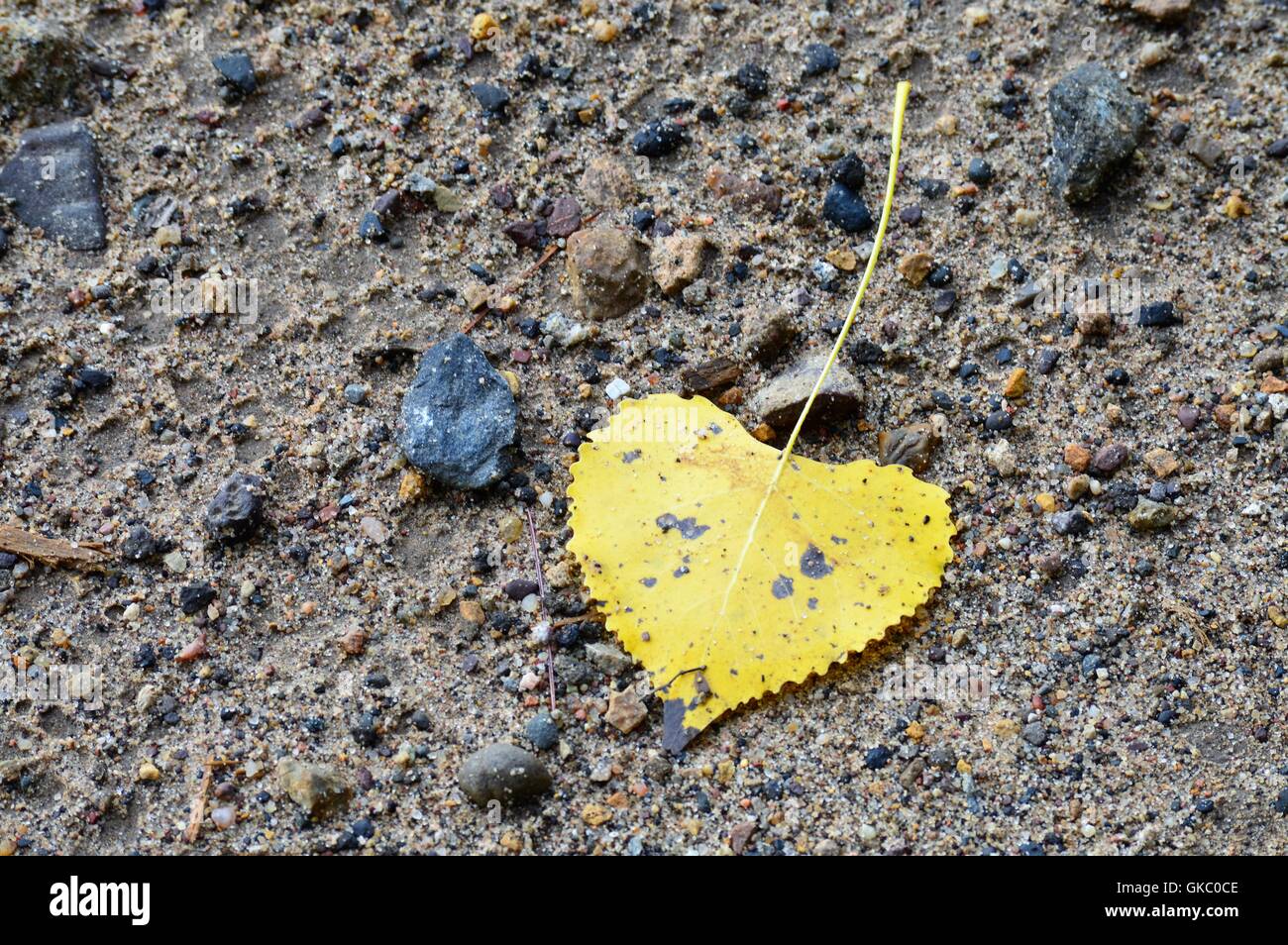 Leaf on the Ground Stock Photo - Alamy