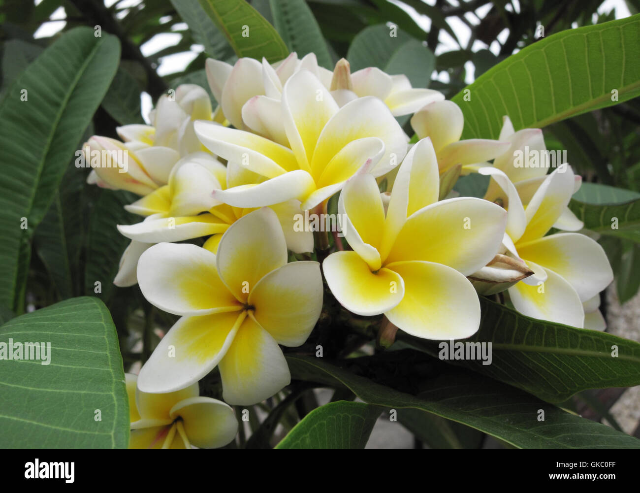 Park with plant hi-res stock photography and images - Alamy