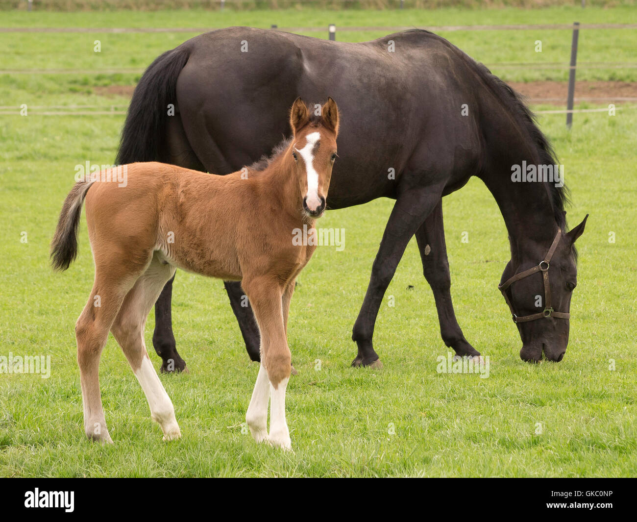 ride horse horses Stock Photo - Alamy