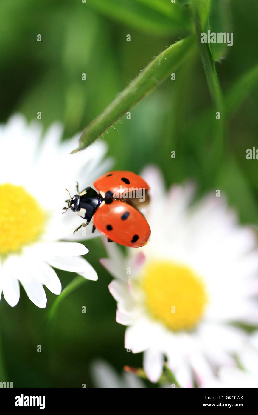 ladybug on daisy Stock Photo - Alamy