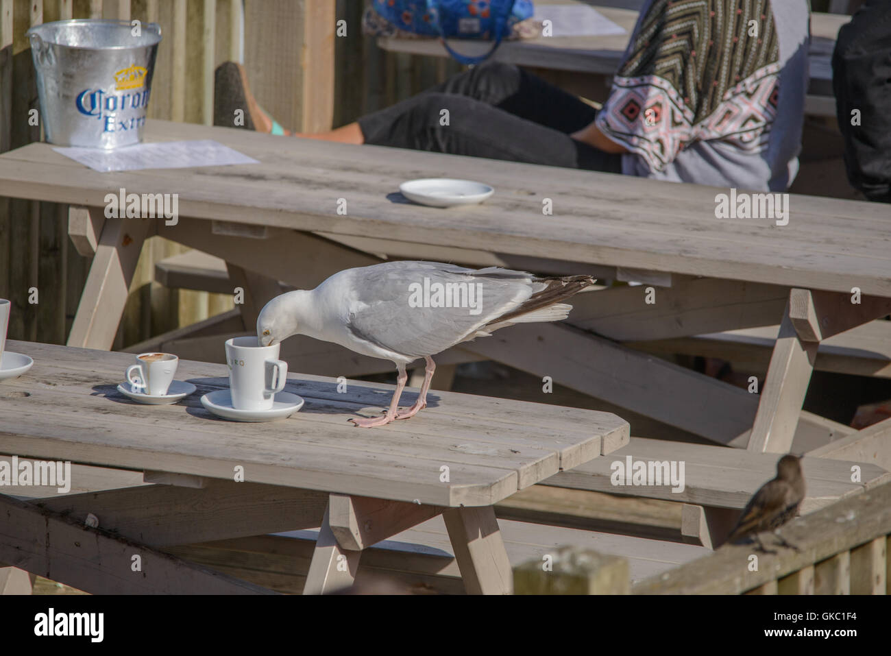 Vermin garbage hi-res stock photography and images - Alamy