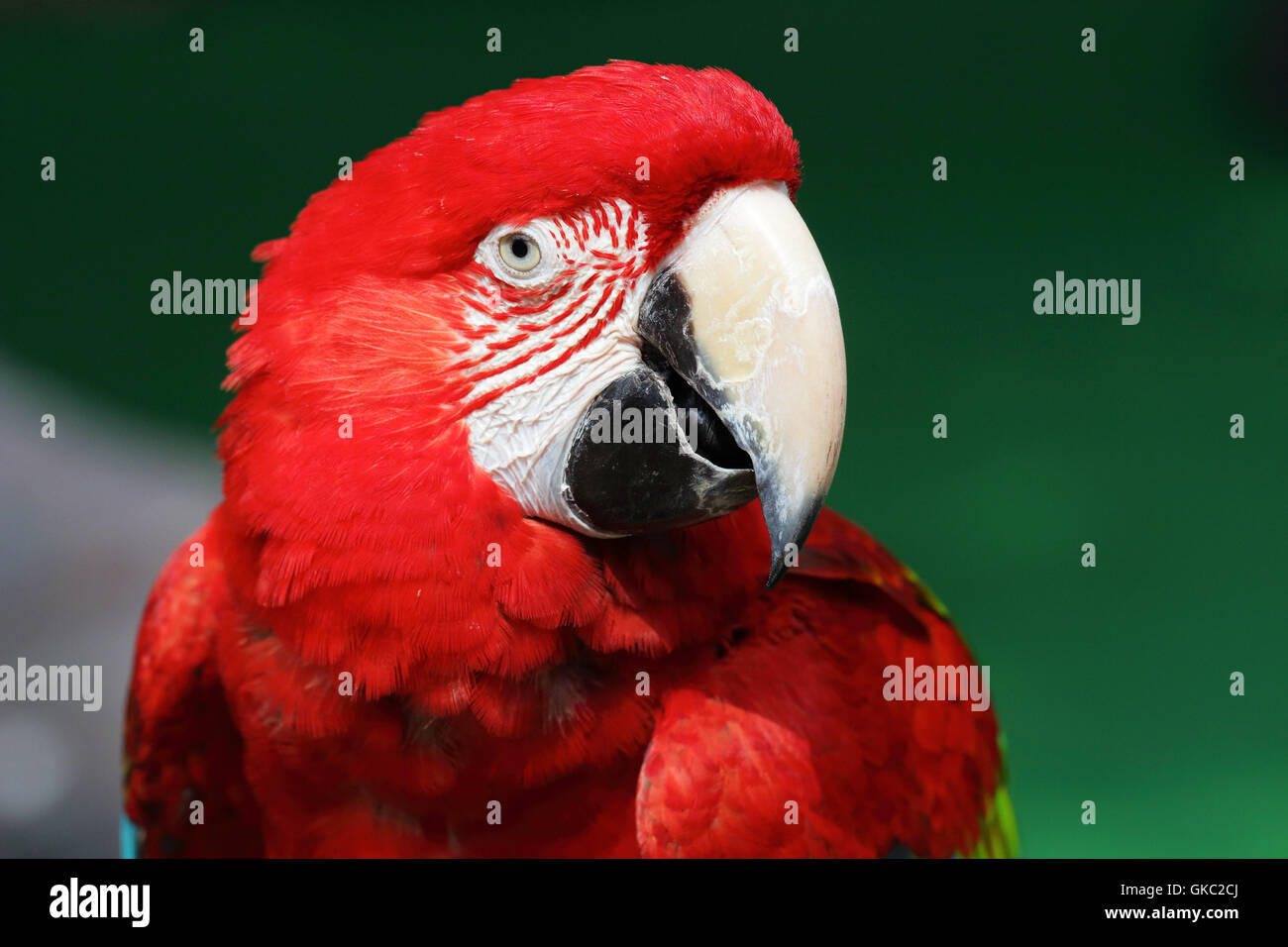 profile blue beautiful Stock Photo - Alamy