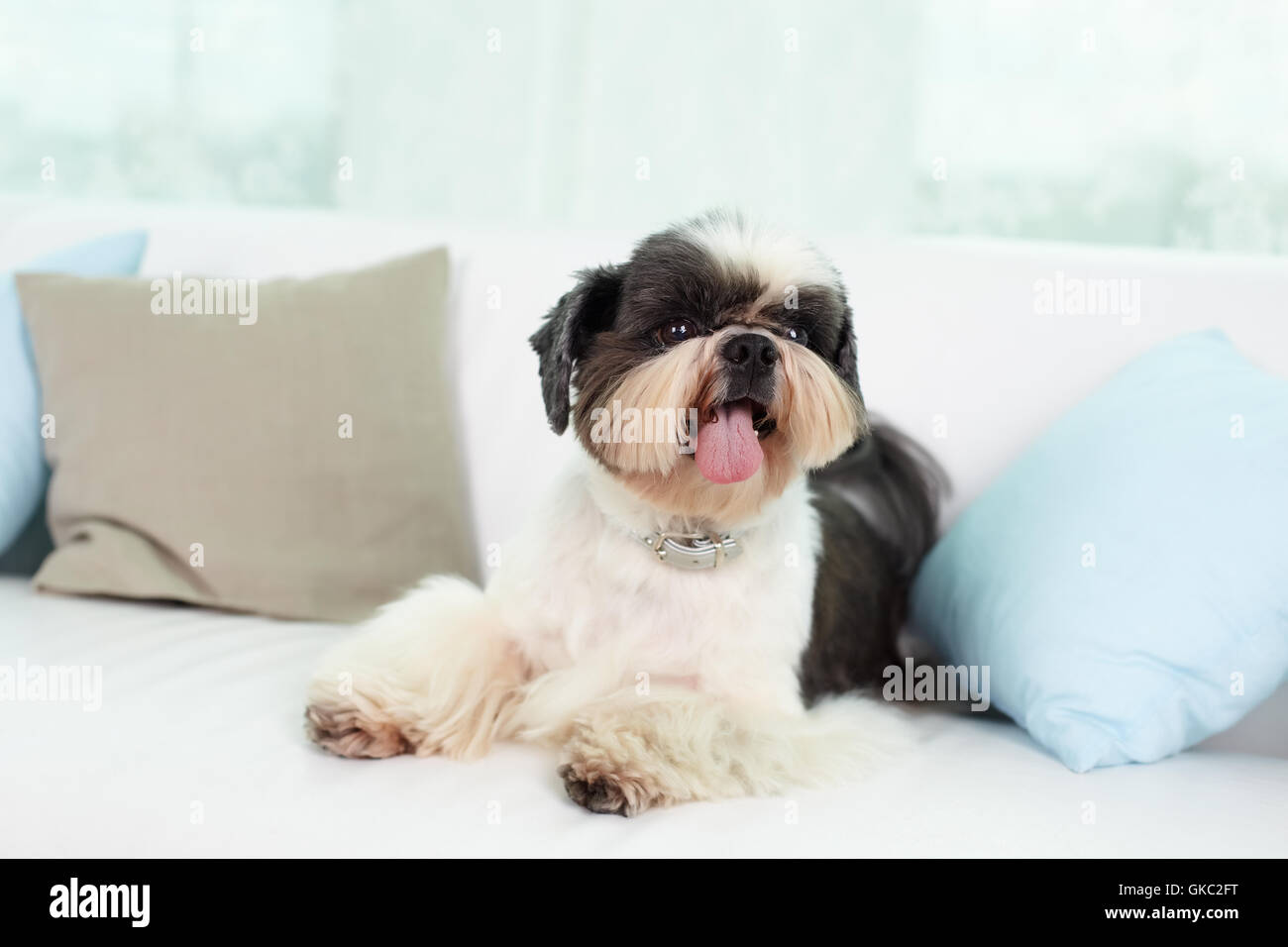 inside animal pet Stock Photo - Alamy