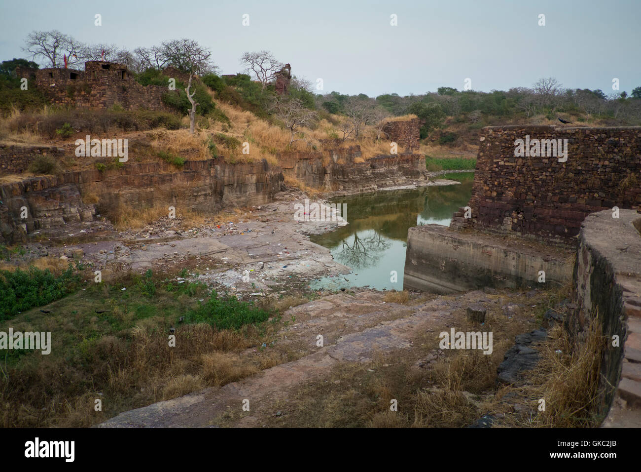 Prosepis juliflora hi-res stock photography and images - Alamy