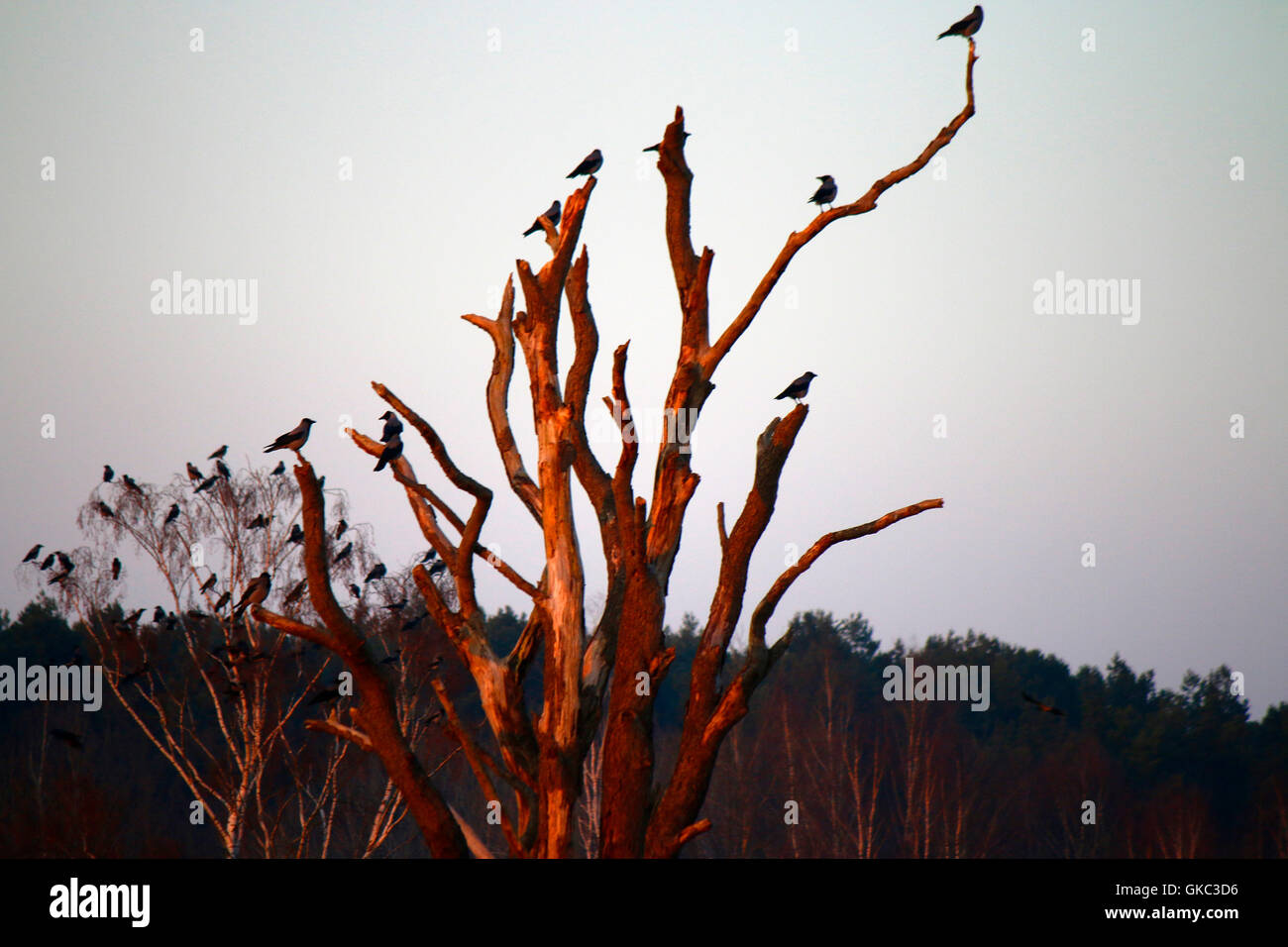 Voegel baum hi-res stock photography and images - Alamy