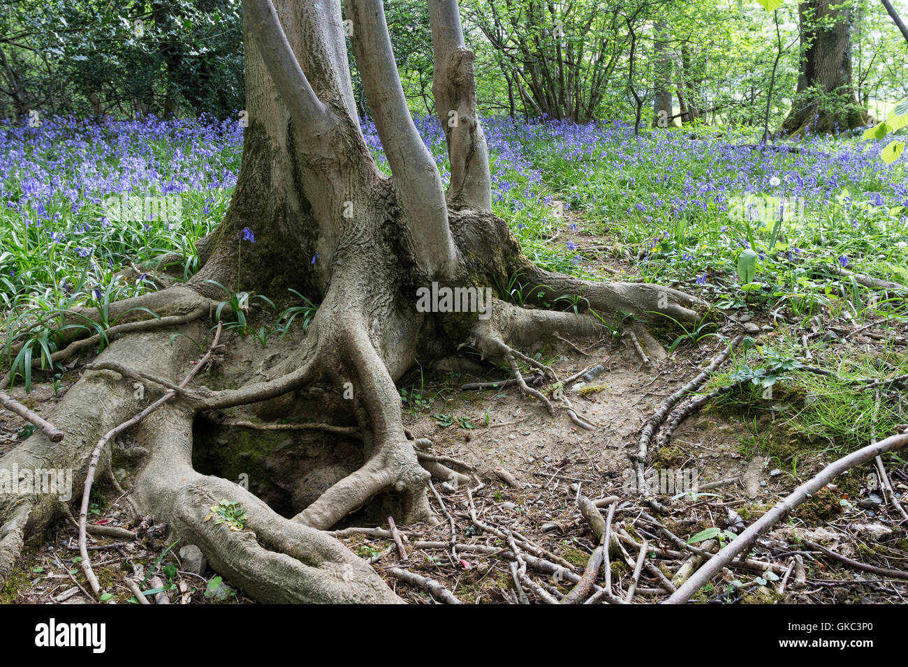 Animal Trail Leading to a Badger Set in a Bluebell Woodland UK Stock ...
