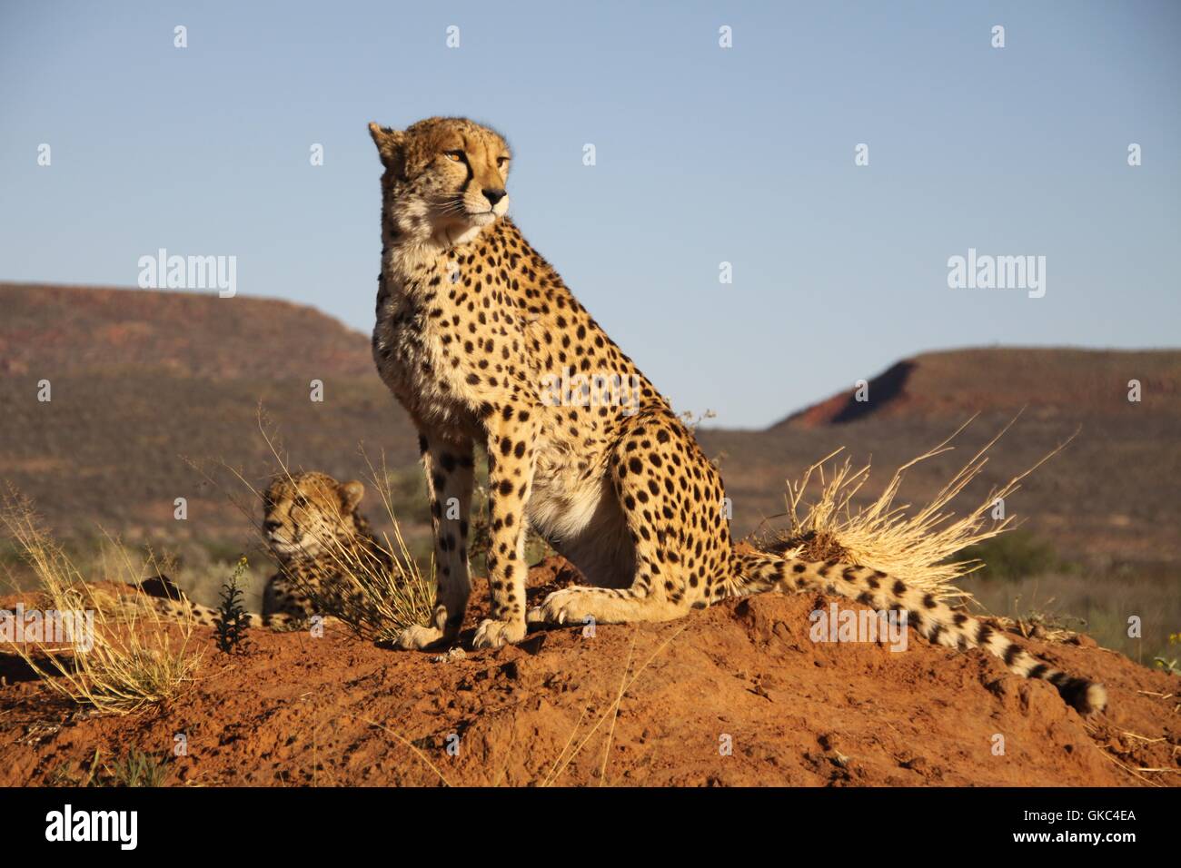 desert wasteland africa Stock Photo - Alamy