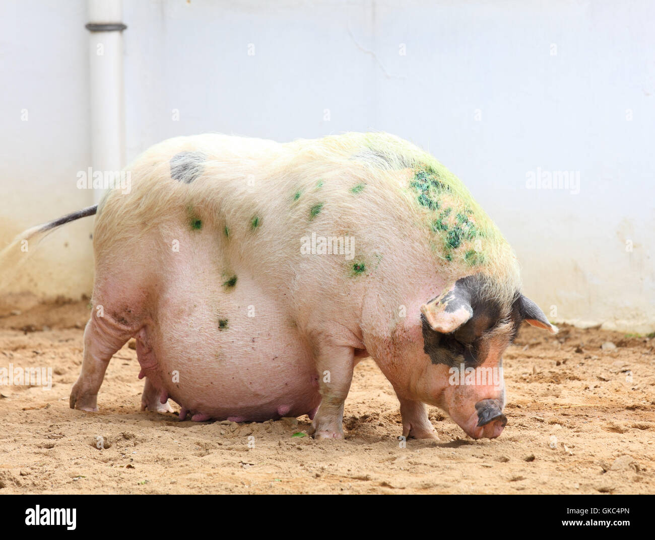 big large enormous Stock Photo - Alamy