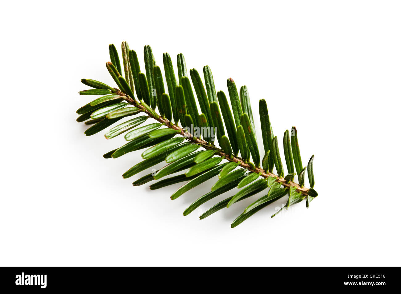 leaf isolated tree Stock Photo - Alamy