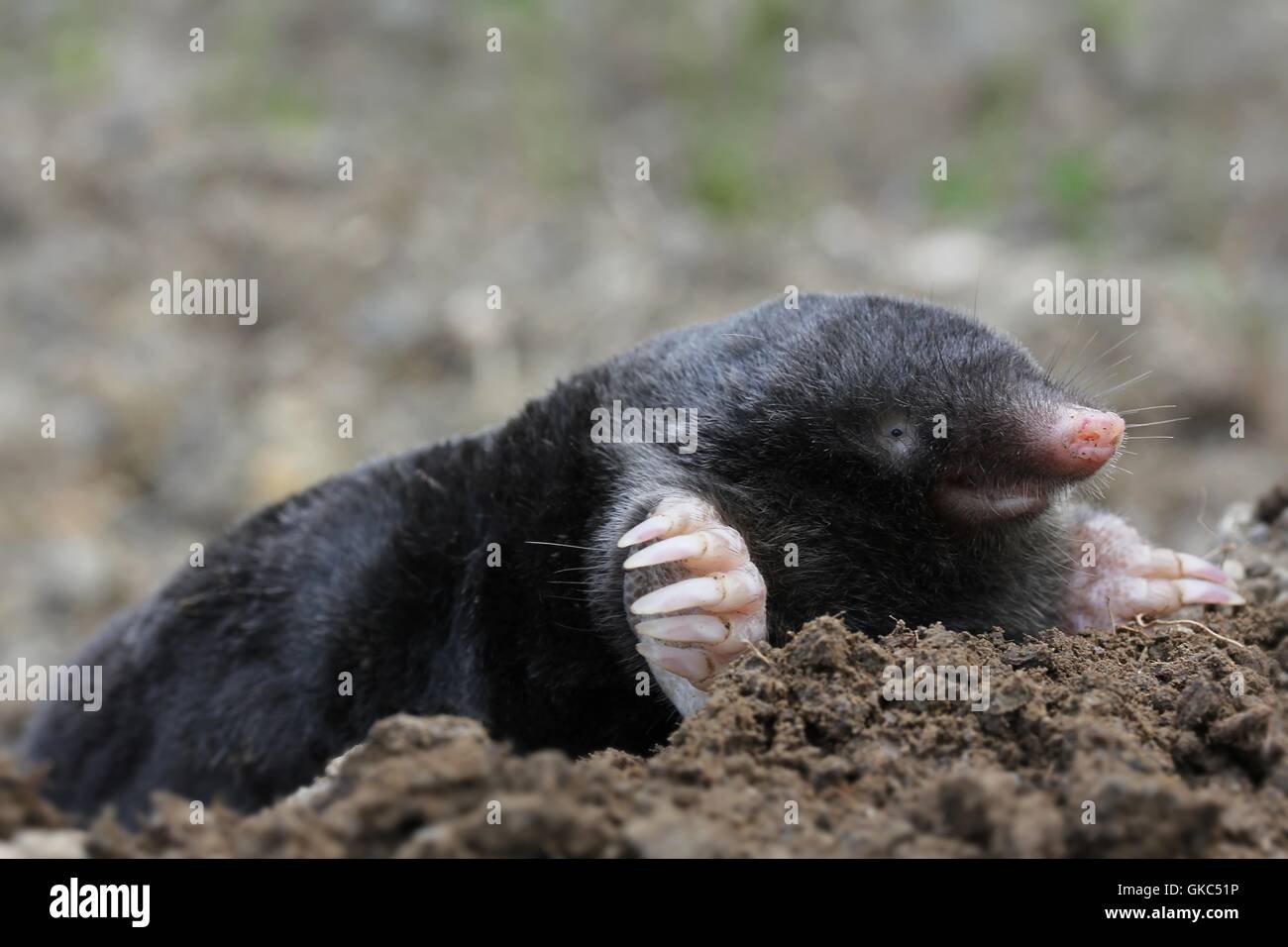 Insectivore hi-res stock photography and images - Alamy