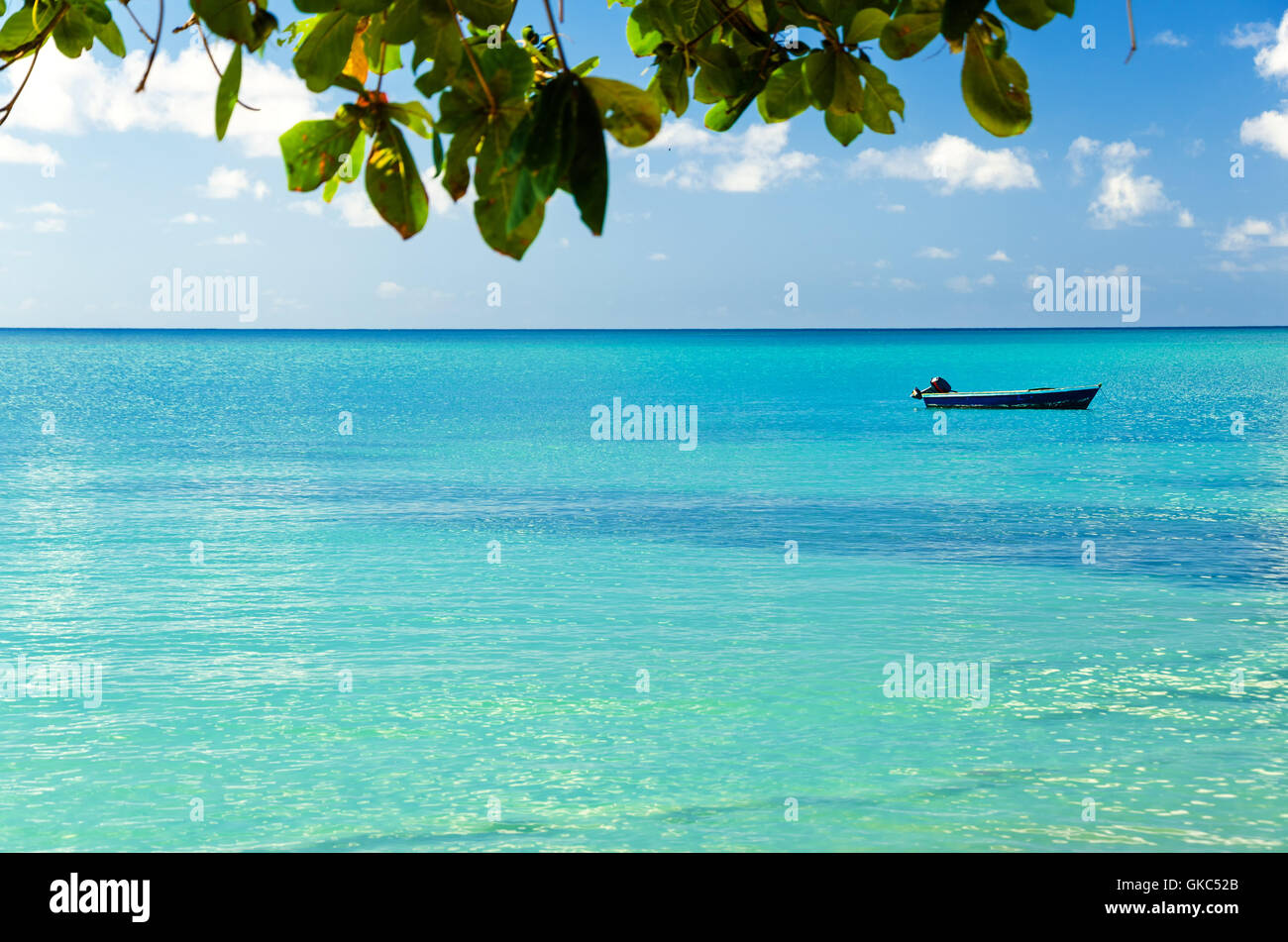 tree beach seaside Stock Photo - Alamy