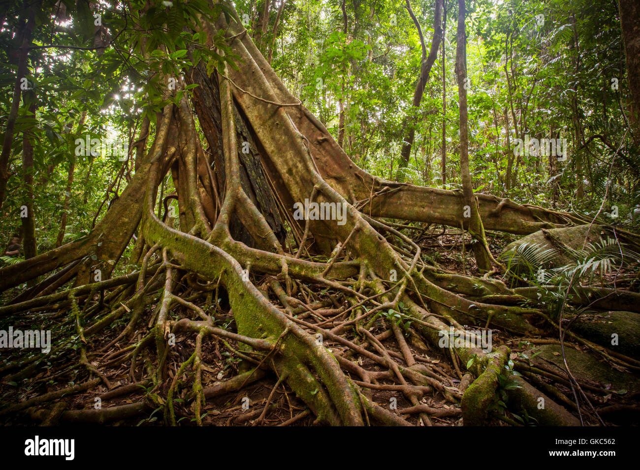Mossman gorge tree hi-res stock photography and images - Alamy