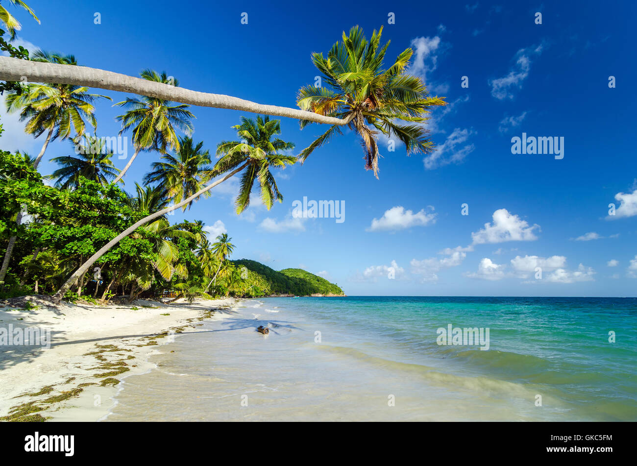 Coconut tree seaside hi-res stock photography and images - Alamy