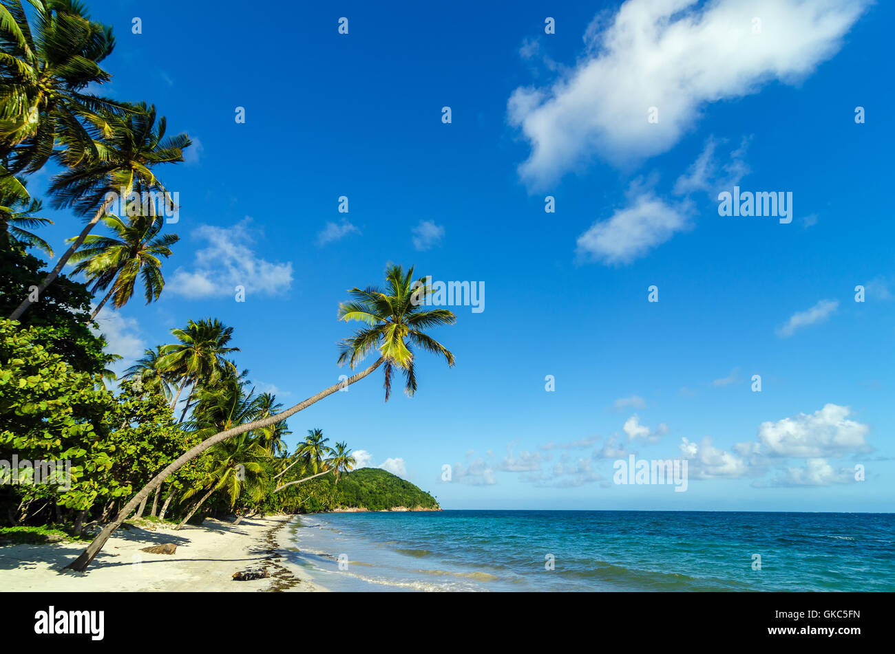 Coconut tree seaside hi-res stock photography and images - Alamy