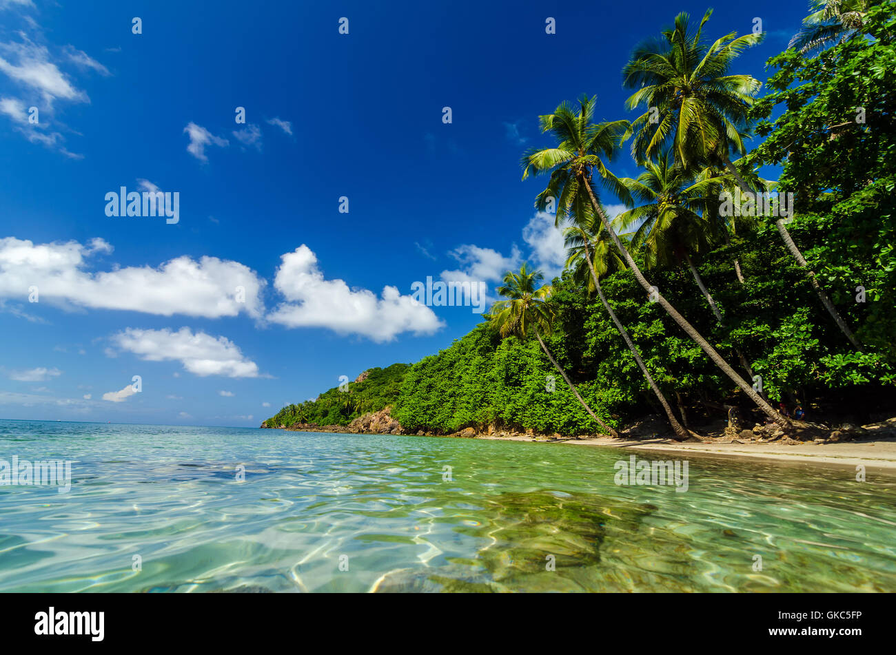 tree beach seaside Stock Photo - Alamy