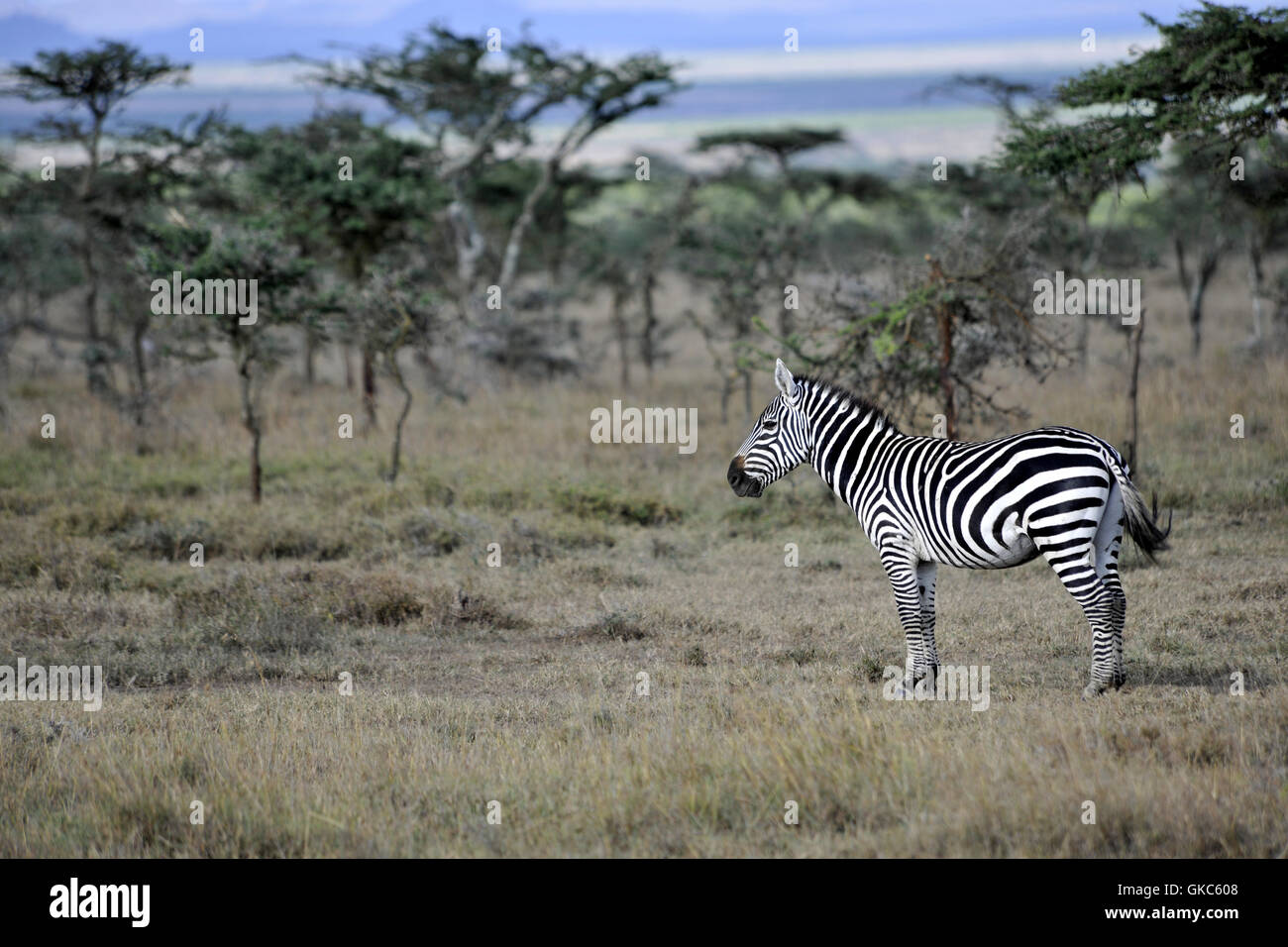 Zebra horse hi-res stock photography and images - Alamy