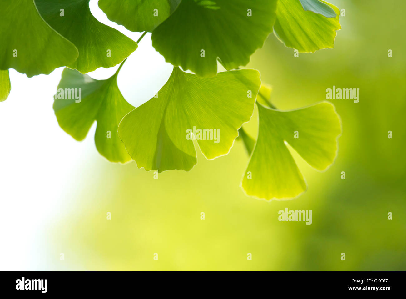 leaf tree deciduous tree Stock Photo - Alamy