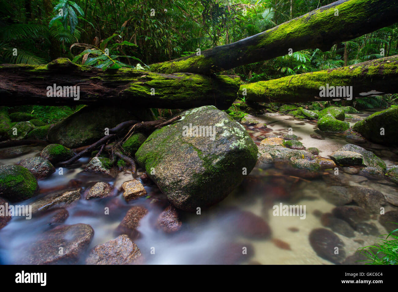 Rainforest river mossman gorge hi-res stock photography and images - Alamy