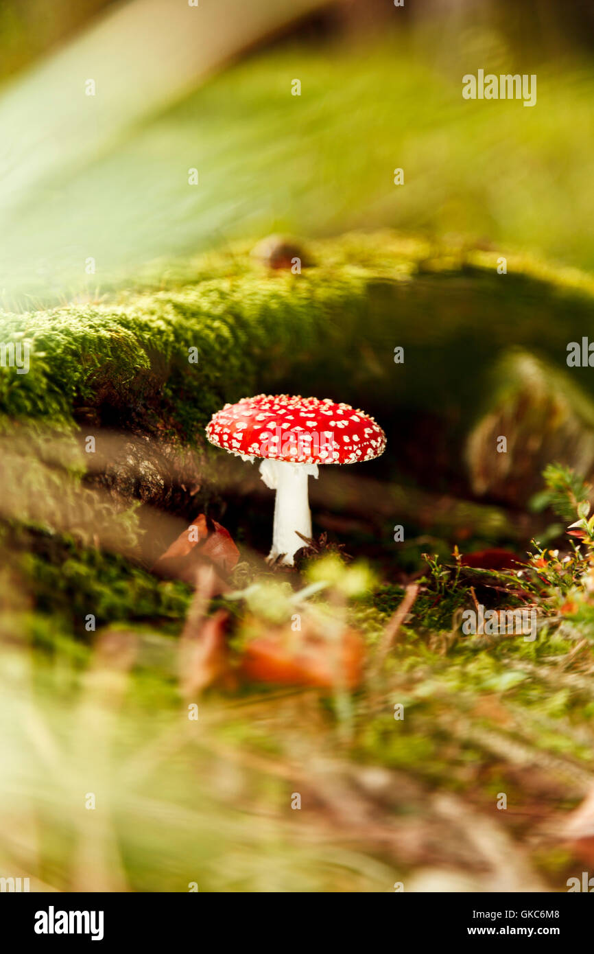 toadstool in forest Stock Photo - Alamy