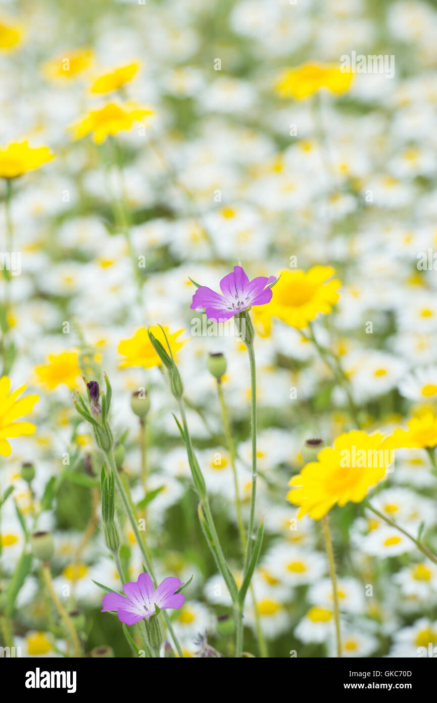 Agrostemma Githago. Corncockle and Corn Marigold flowers in a ...