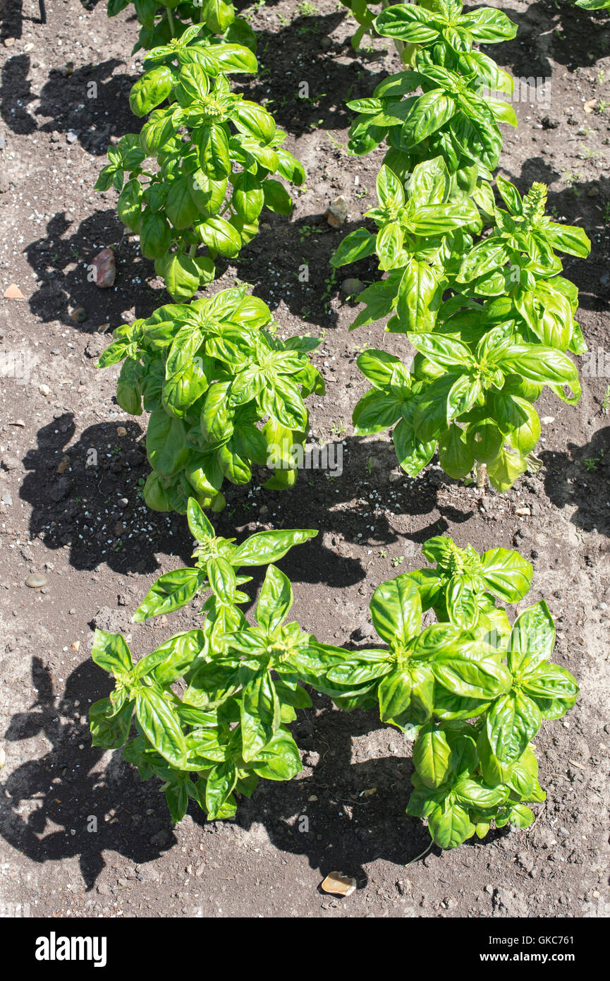 Basil plants hi-res stock photography and images - Alamy