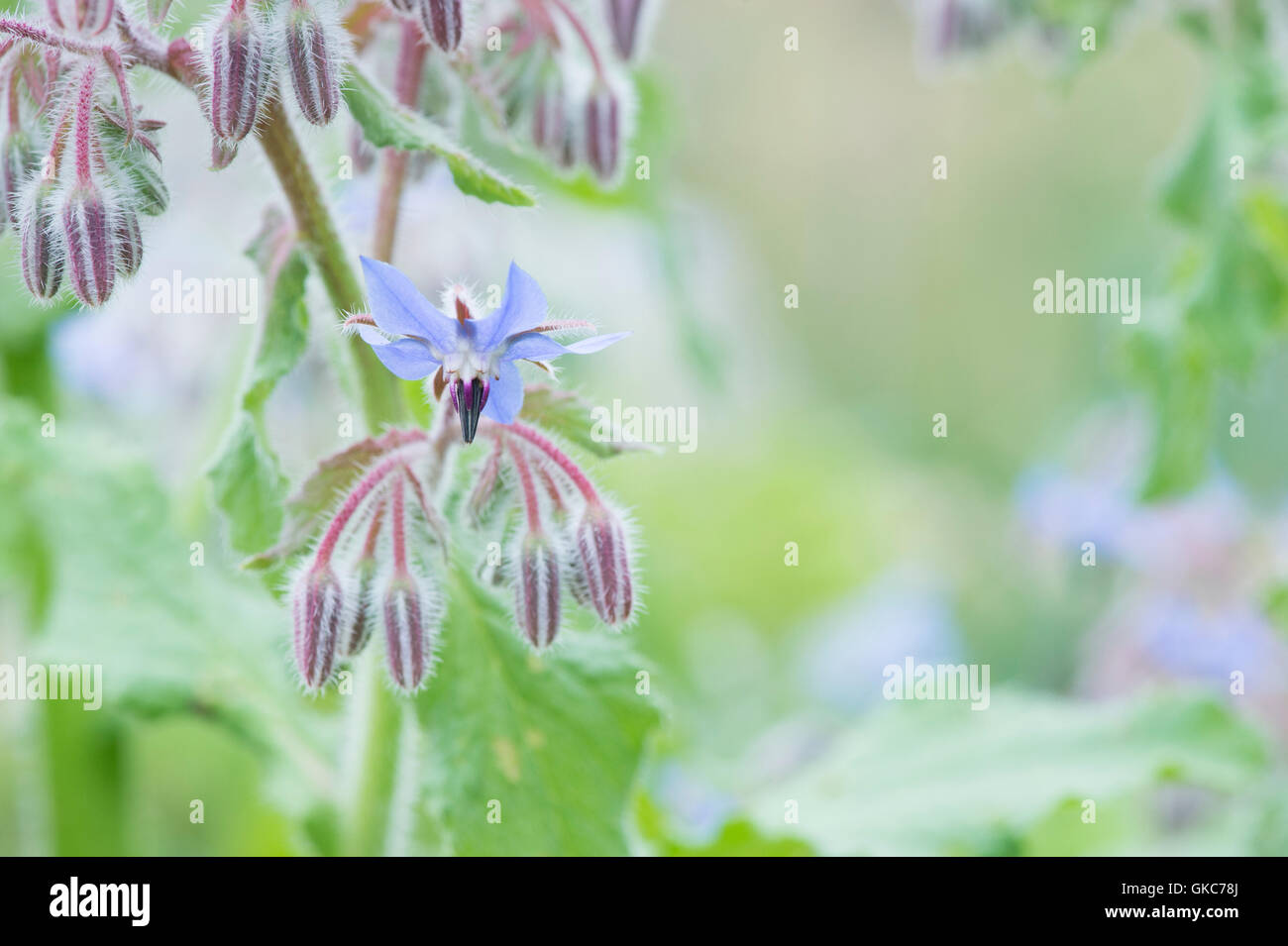 Borago officinalis. Borage herb flowers Stock Photo - Alamy