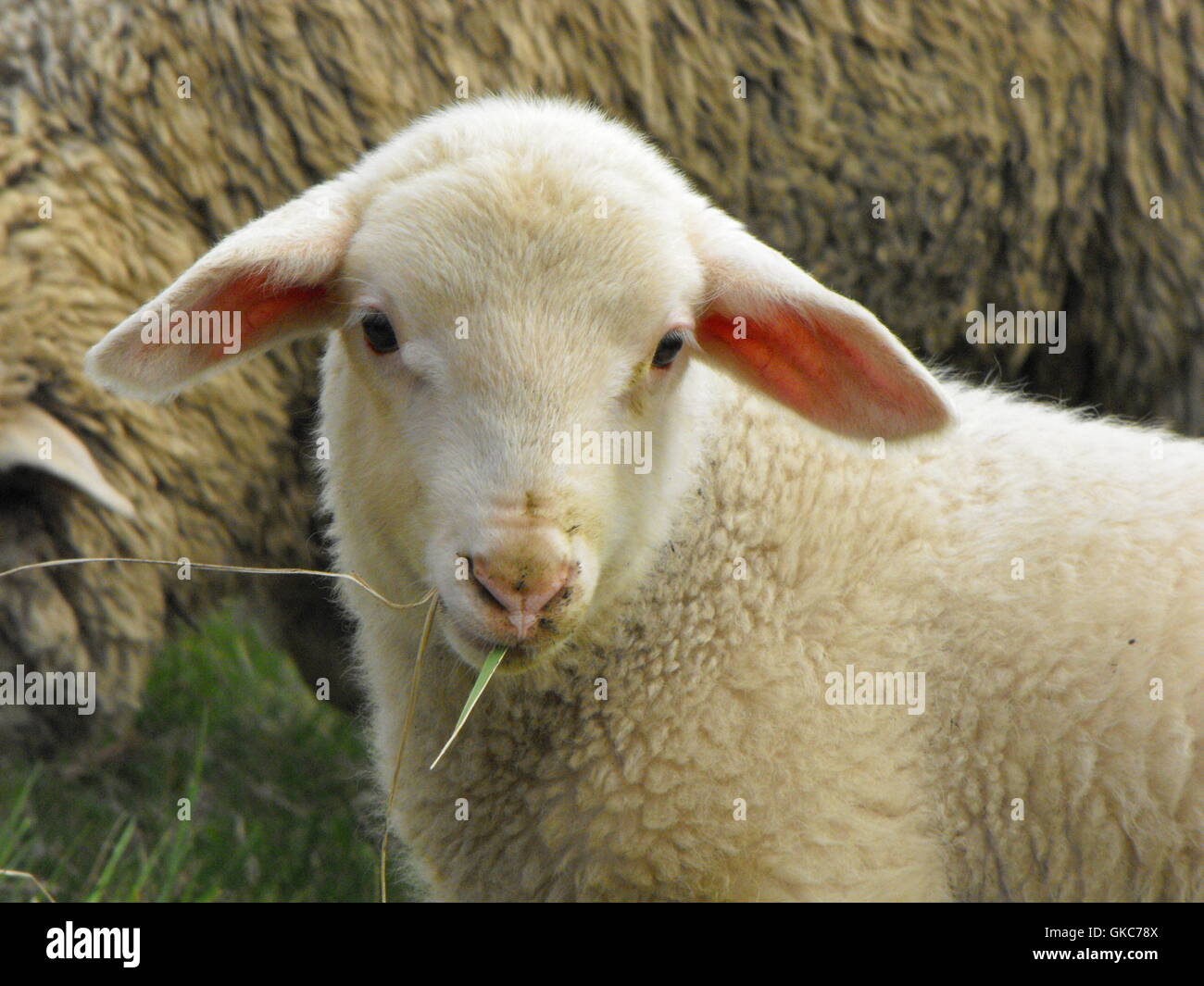 Skin nice friendly kind hi-res stock photography and images - Alamy