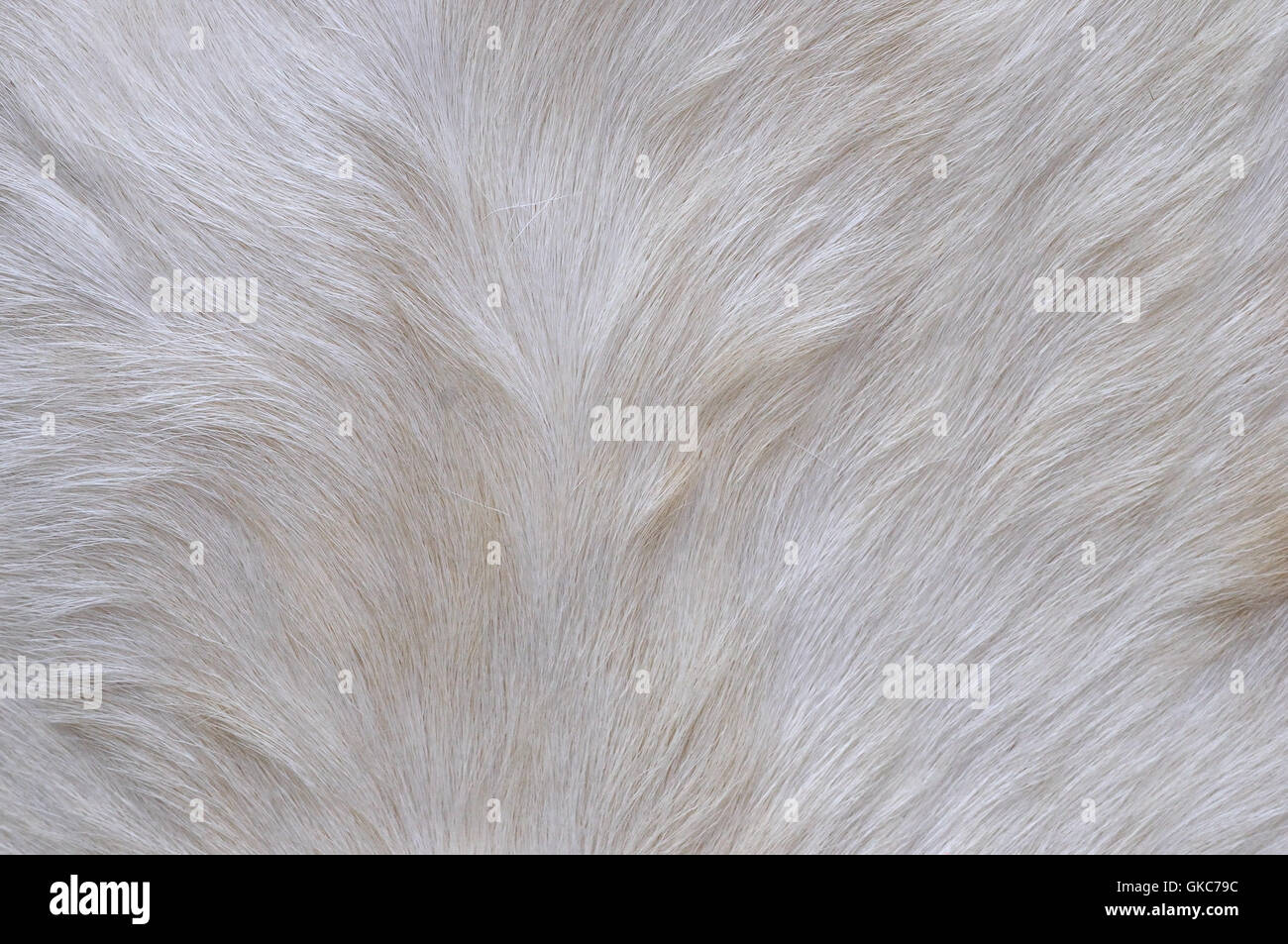 Goatskin High Resolution Stock Photography and Images - Alamy