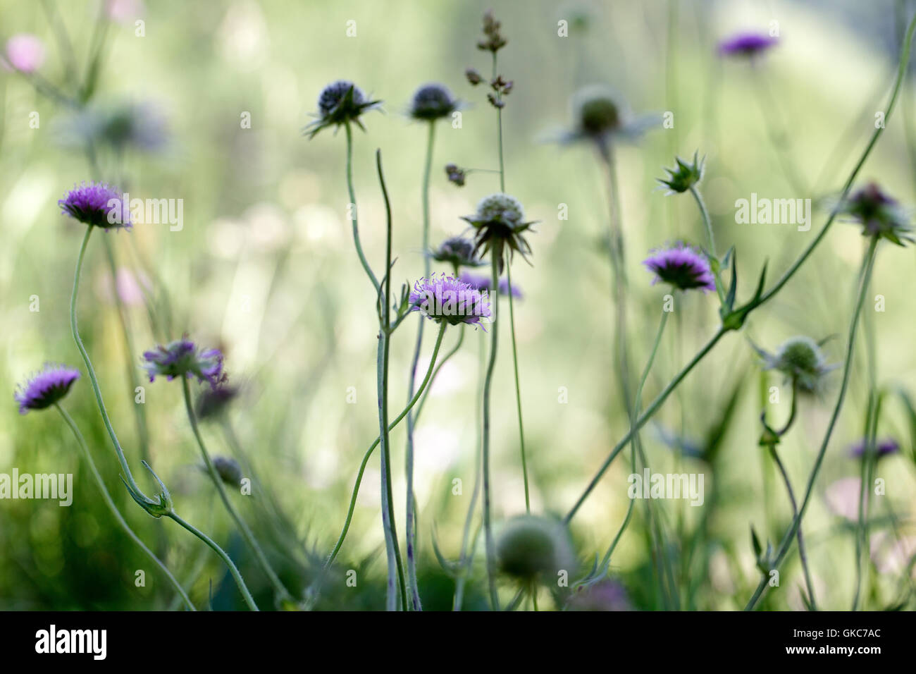Alpine flowers alps hi-res stock photography and images - Alamy