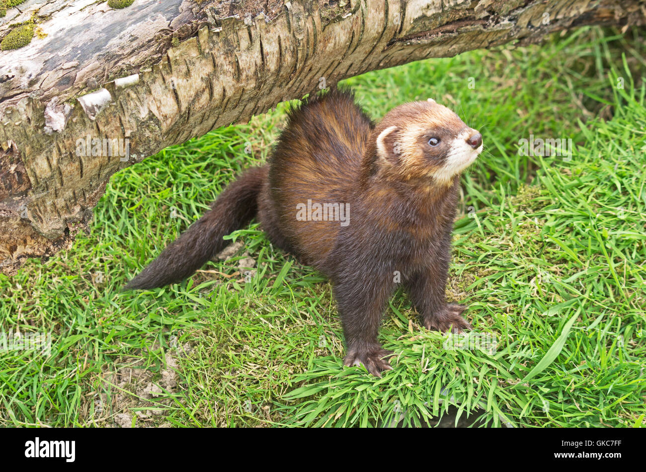 Polecat Mustela Putorius Captive Stock Photo - Alamy