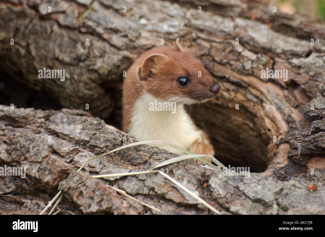 Stoat, Mustela Erminea, Captive Stock Photo - Alamy
