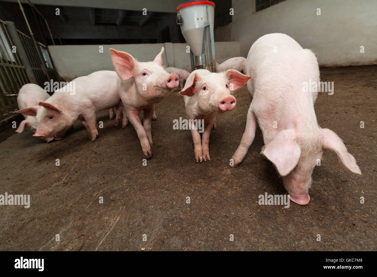 industry industrial animal Stock Photo - Alamy