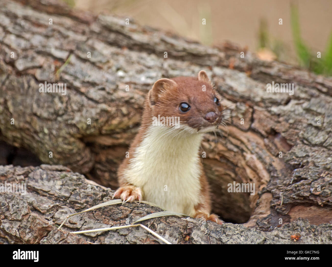 Stoat hole hi-res stock photography and images - Alamy